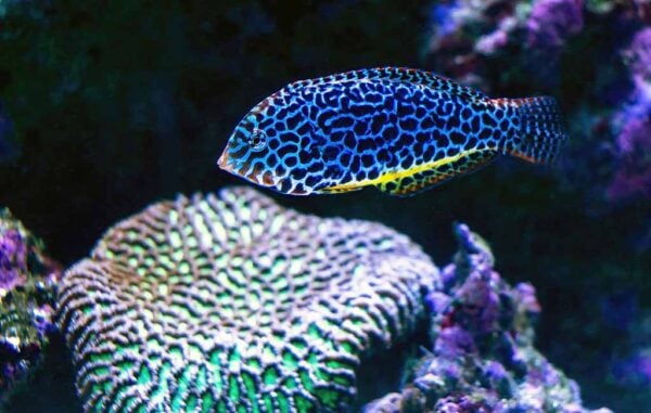 What Fish Hide in Coral and Why Do They Do It - hygger