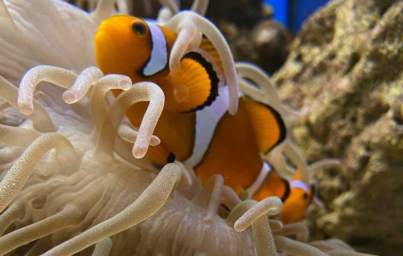 What Fish Hide in Coral and Why Do They Do It - hygger