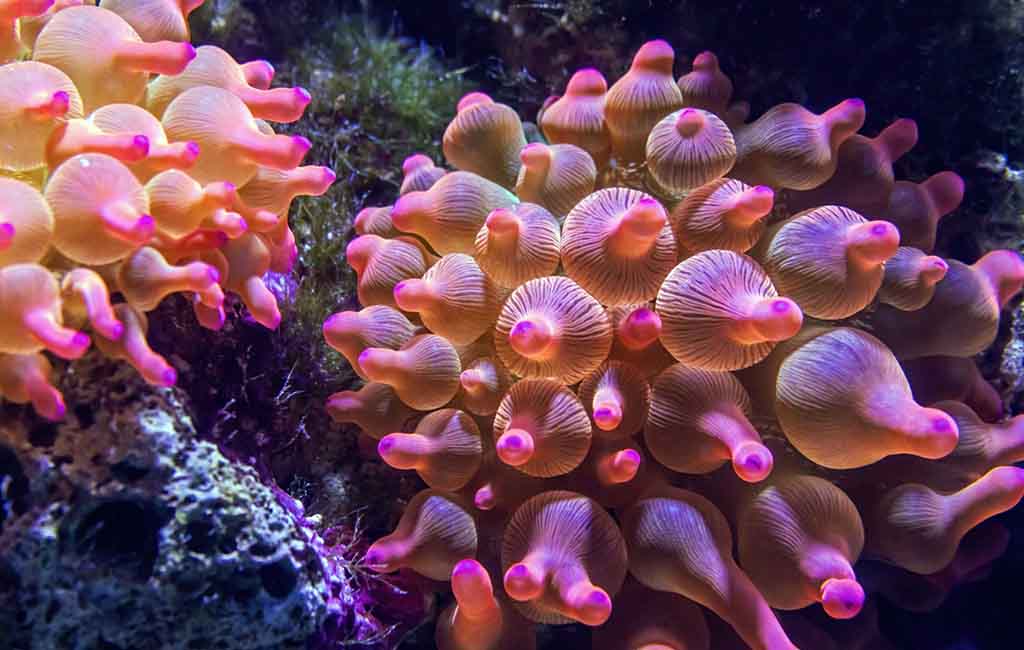 How to Avoid Aggressive Coral Neighborhoods - hygger