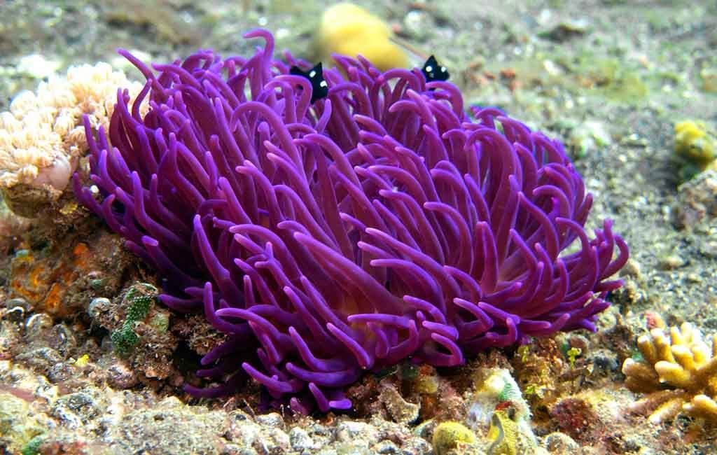 How to Avoid Aggressive Coral Neighborhoods - hygger