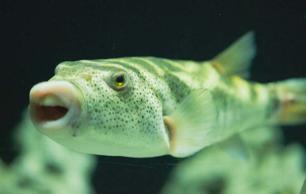 Let’s Find Out the Aquarium Fish Have Teeth - hygger