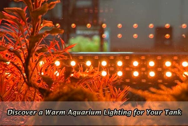 Aquarium Warm Water Fish for a Hot Summer - hygger