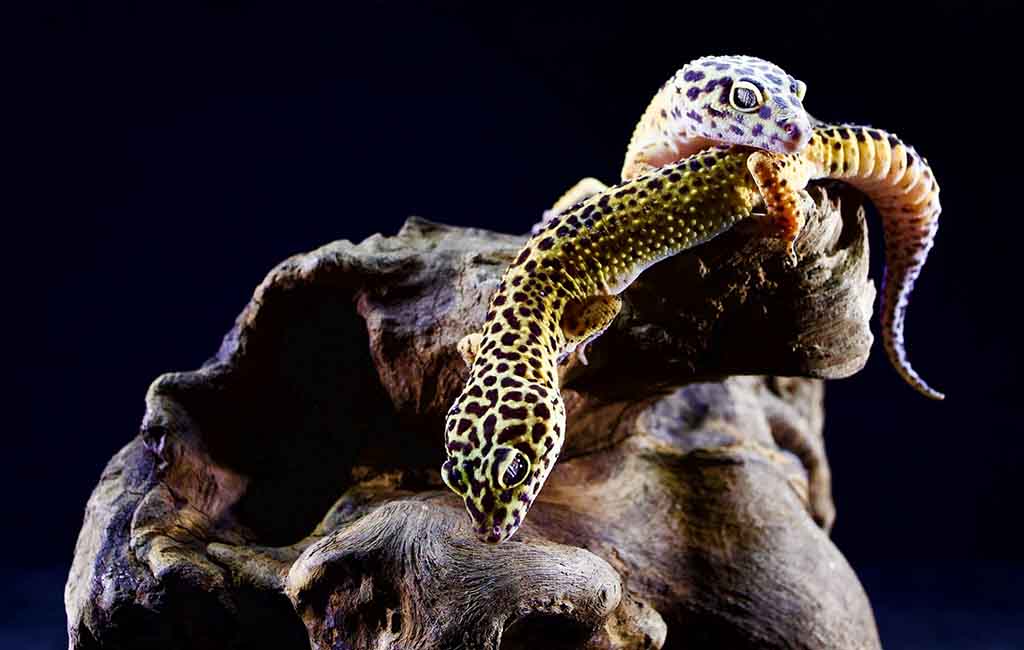 Endothermic vs Ectothermic Reptiles Which is Better - hygger