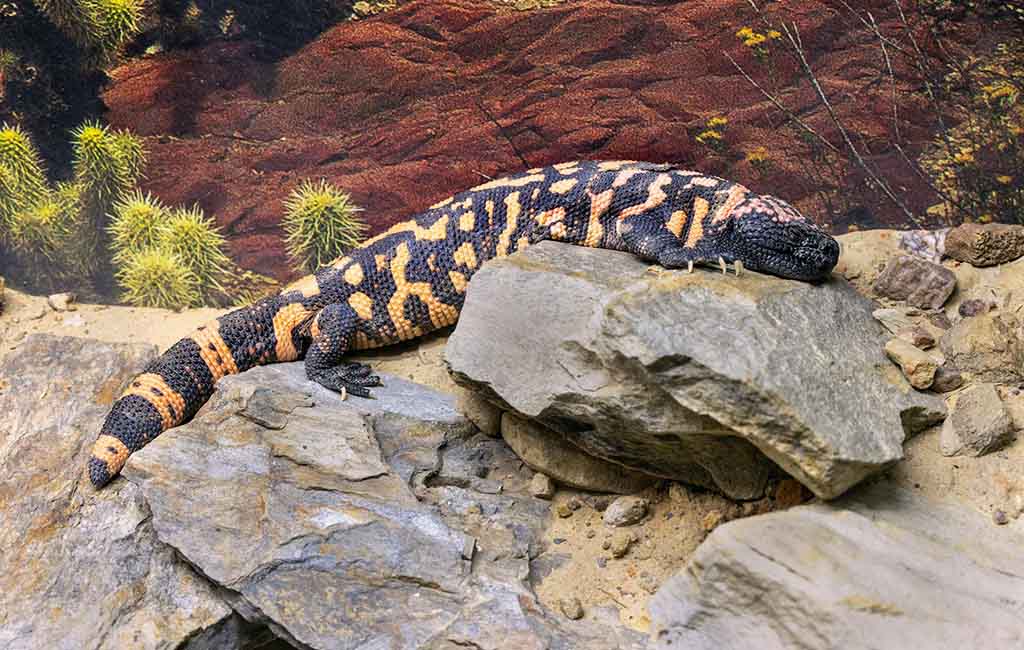 Endothermic vs Ectothermic Reptiles Which is Better - hygger