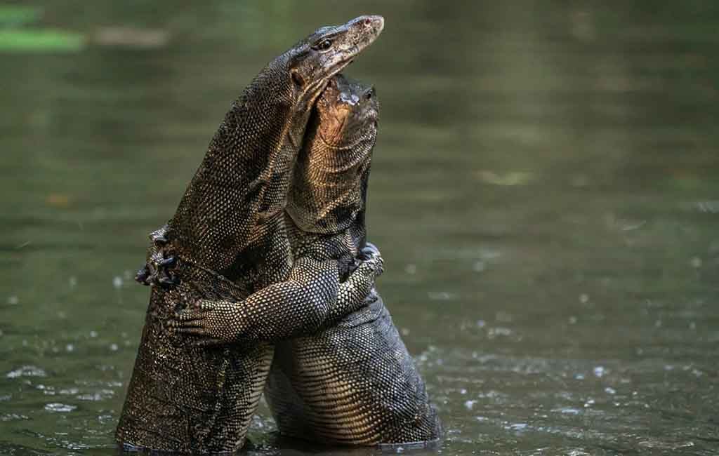 Endothermic vs Ectothermic Reptiles Which is Better - hygger