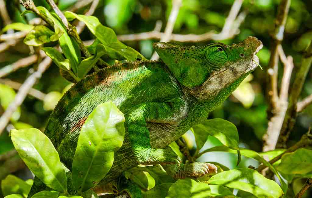 Exploring The Fascinating World of Reptiles Species - hygger