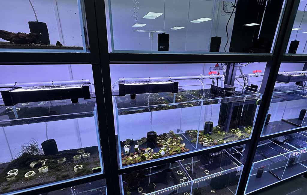 Linkage Light Thrills in Multiple Small Fish Tanks - hygger