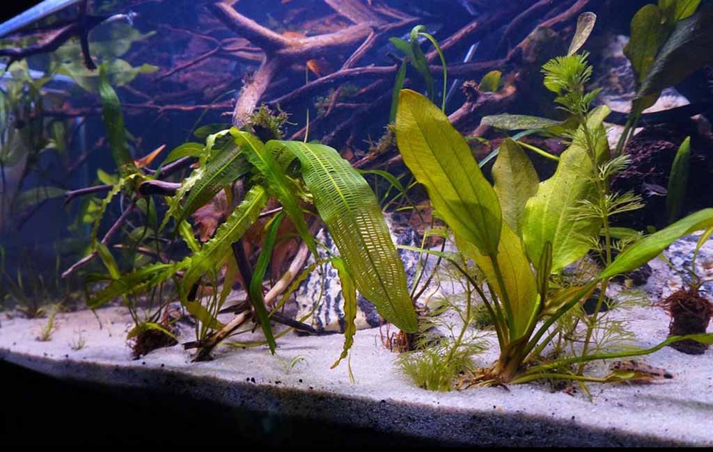 How to Start a Botanical Style Aquarium Nature - hygger