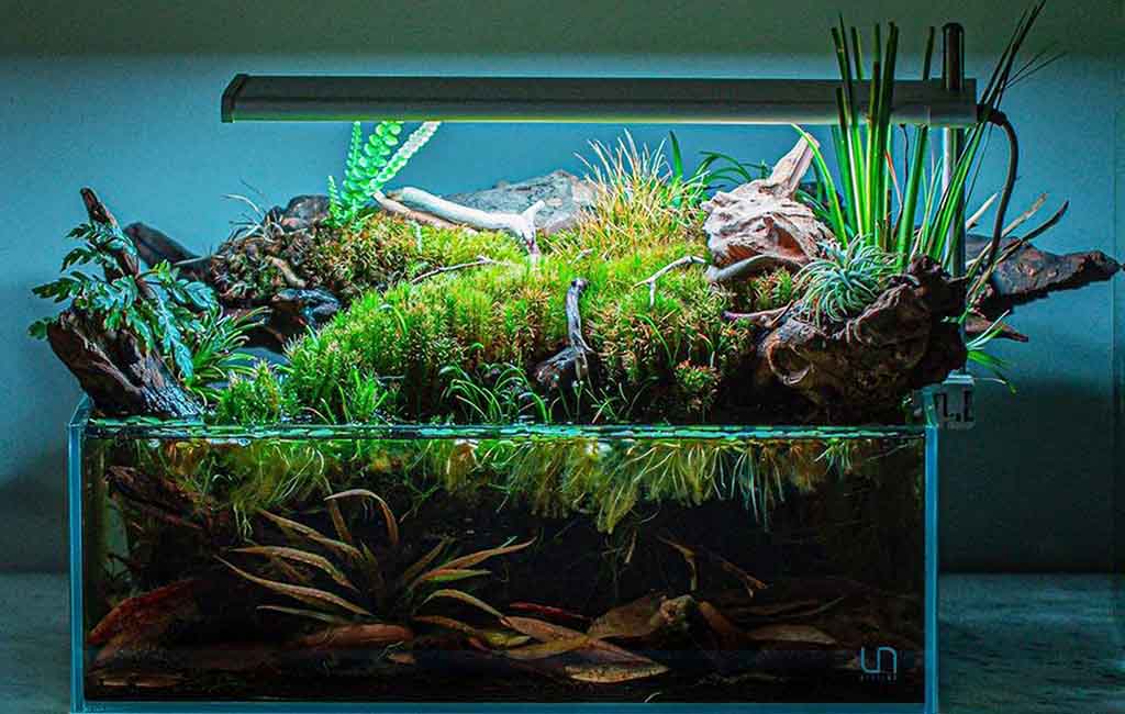 How to Start a Botanical Style Aquarium Nature - hygger