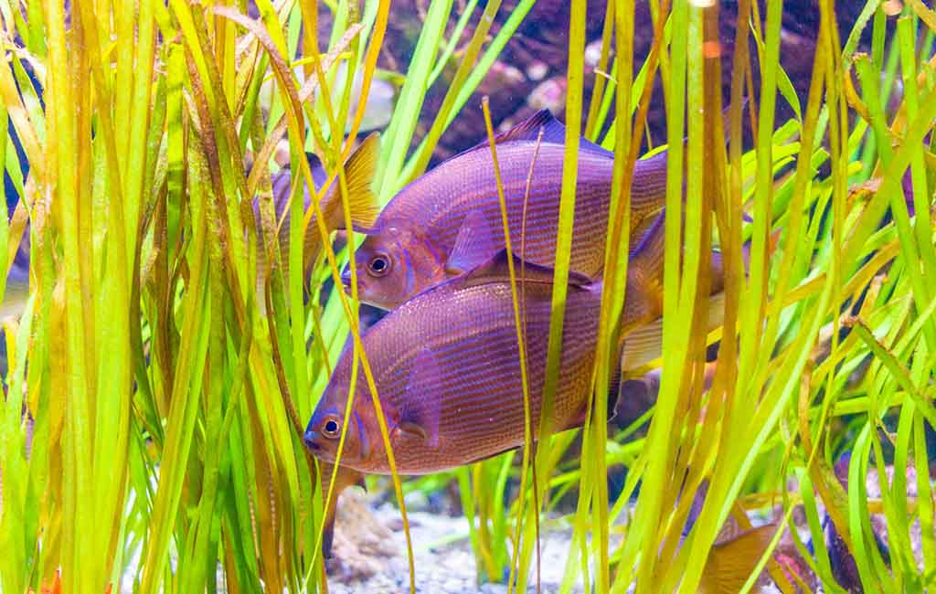 How to Treat Brown Blood Disease in Fish Effectively- hygger