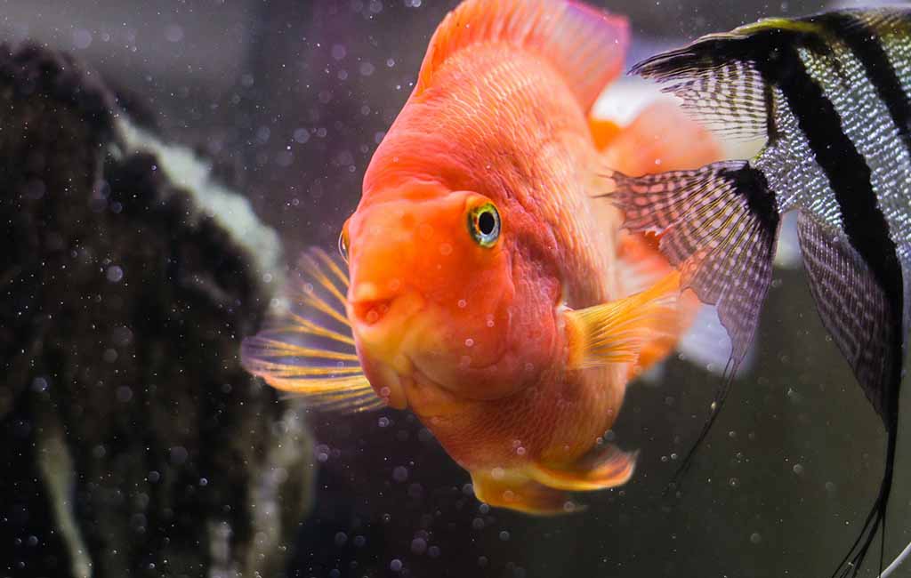 How to Treat Brown Blood Disease in Fish Effectively- hygger