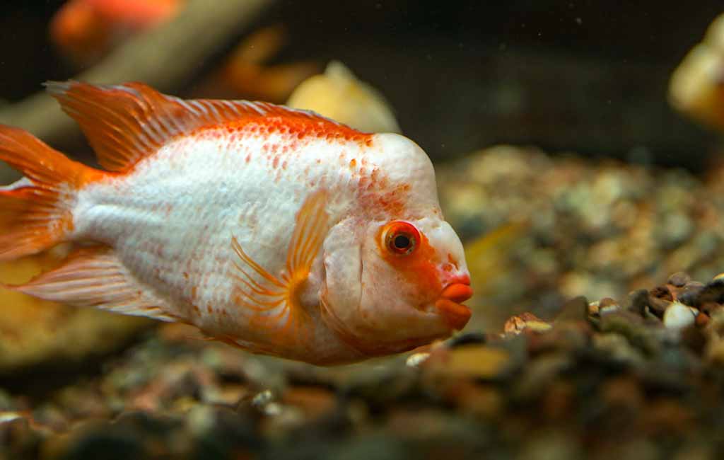 How to Treat Brown Blood Disease in Fish Effectively- hygger