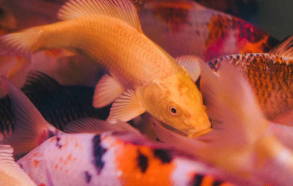 How to Treat Brown Blood Disease in Fish Effectively- hygger