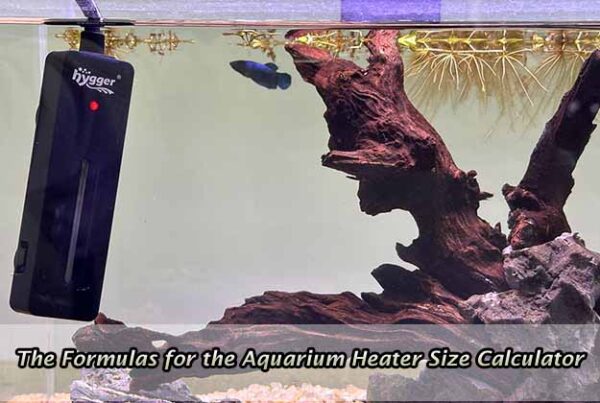 Aquarium Warm Water Fish for a Hot Summer - hygger
