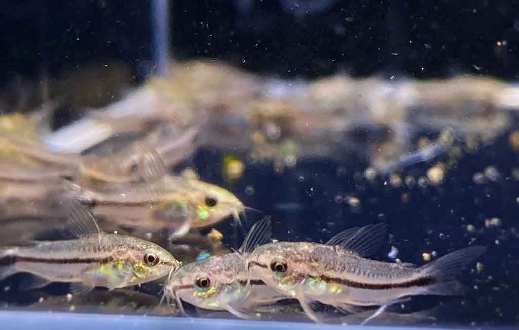 Pygmy Corydoras Care Guide for a Healthy Fish Tank - hygger