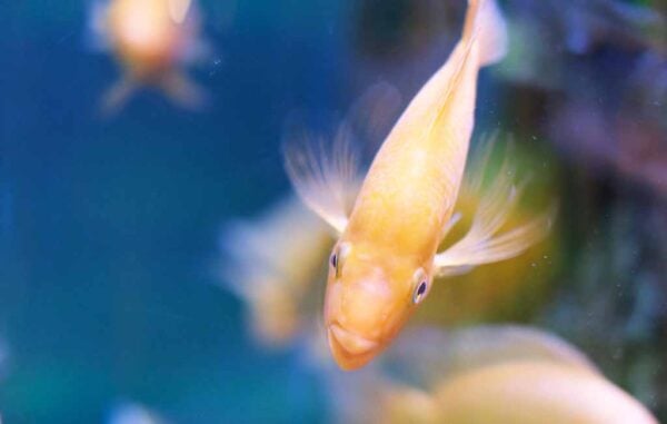 Aquarium Fish Numbers Should Scale with Tank Size - hygger