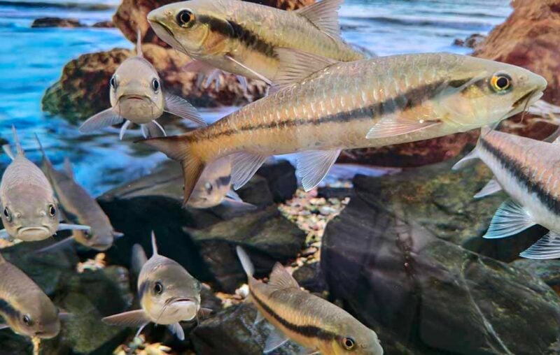 Aquarium Fish Numbers Should Scale with Tank Size - hygger