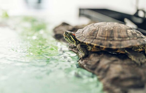 How Often to Change the Water in a Turtle Tank - hygger