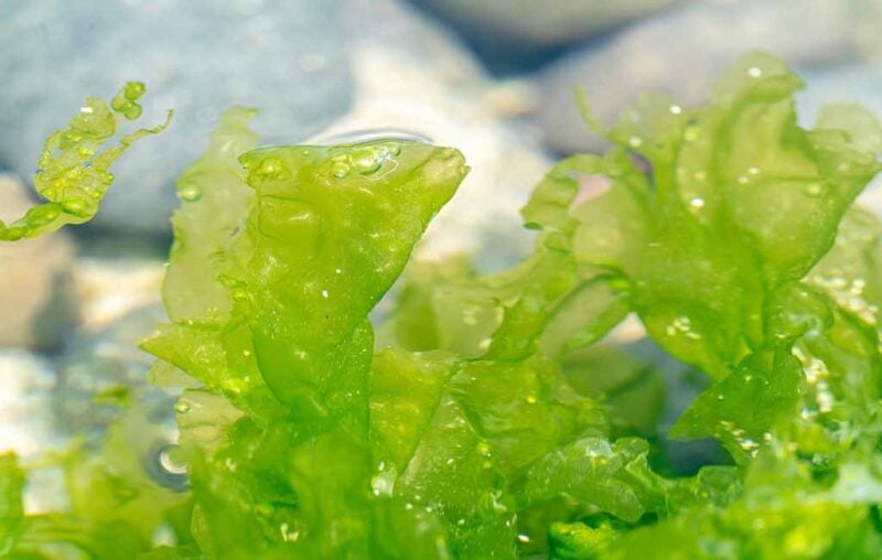 How to Protect Fish from Diseases Caused by Algae - hygger