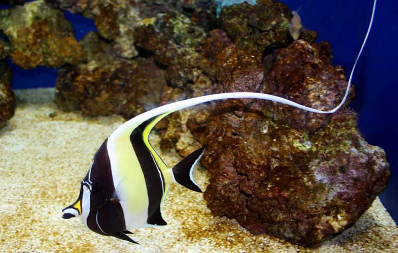 Take Good Care of Challenging Moorish Idol Fish - hygger